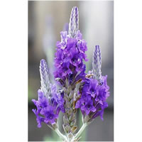 Natural Health Products Lavender Spike, Premium Oils